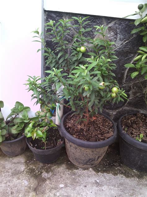 Endah Murniyati S Journey FRUITY FRIDAY MINI GUAVA WHITE FLESH