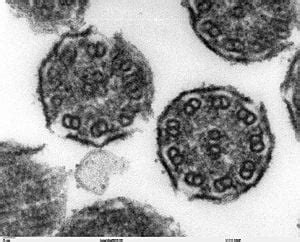 Cilium New World Encyclopedia