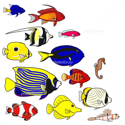 熱帯魚 イラスト素材 1090779 フォトライブラリー Photolibrary