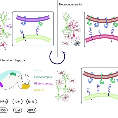 Schematic Sequence Of Hypothesized Molecular And Cellular Events