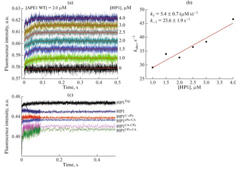 Kinetics Of Interaction Of Wild Type Ape1 With Rna Substrates A Download Scientific Diagram