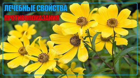 Лечебные свойства череды и противопоказания