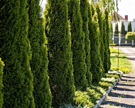 Emerald Green Arborvitae Care At Brenda Bradley Blog