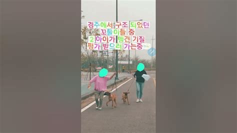 경주최악에개농자에서구조되었던도사 4아이들기억하시나요애파트에서구조후 보호소입소를거친후무사히존경하는 선생님댁으로입양을갔었죠오늘 맹견기질평가다녀왔습니다잘봤냐 임보처까지민원넣는