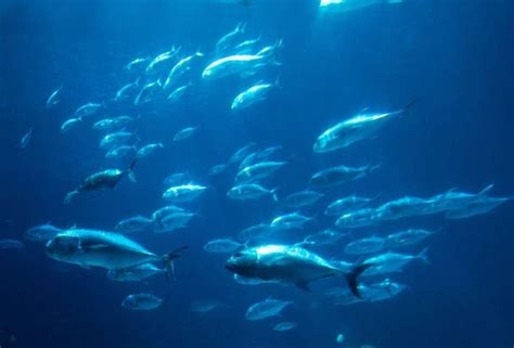 7 Benefits Of Lactobacillus For Skin Care And Health‍ Reviva Labs