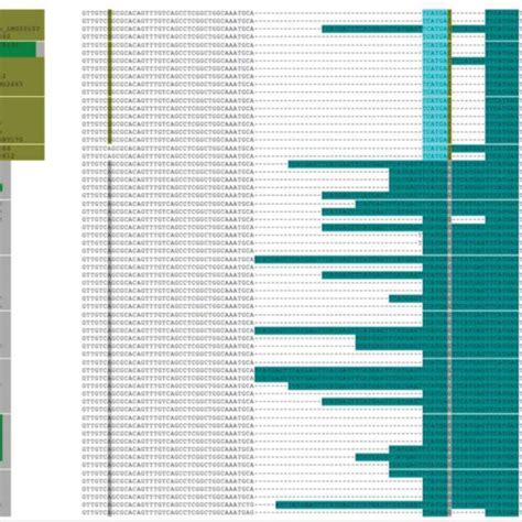 Sequence Alignment Of Vntr Locus Loc2 And Its Flanking Sequences The