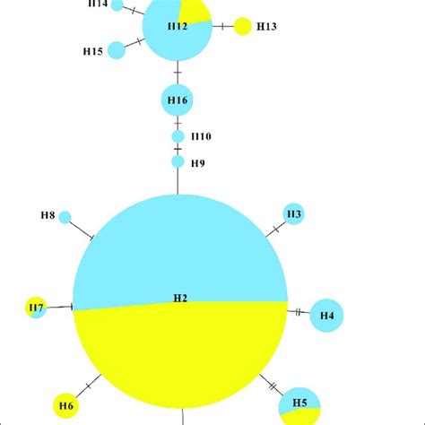 tcs statistical parsimony network of g lawrencei var farreri 16