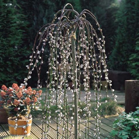 Dwarf Willow Tree
