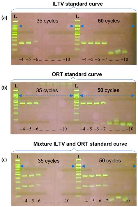 A Multiplex Pcr Method For Simultaneous Detection Of Infectious