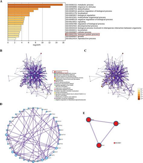 Functional Analysis Of The Common Differentially Expressed Genes A Bar