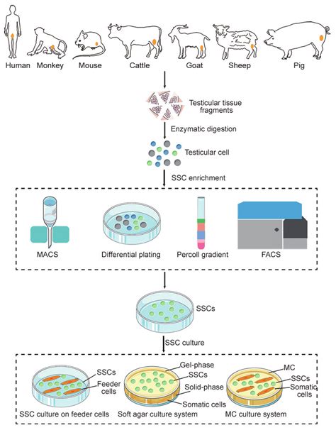Schematic Representation Of Isolation Enrichment And Culture Methods Download Scientific