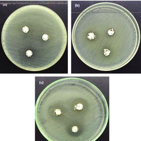 Agar Difusion Tests Of A Eugenol β Cyclodextrin Complex Synthesized