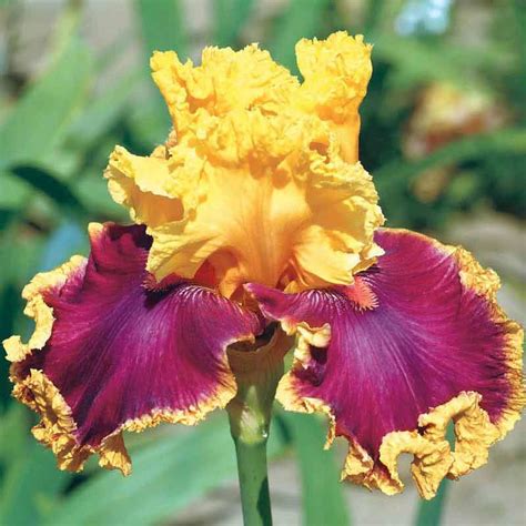Diy Bearded Iris Decadence 🌸🥰 General Information Type Tall