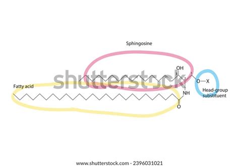 Diagram Showing Schematic Molecular Structure Sphingolipid Stock Vector