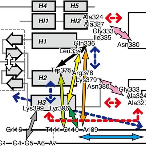 Summary Of The Correlation Network In The Ets1 2 Dna Complex The