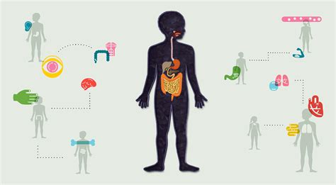 Systems Of The Human Body With Interactive Gifs Docsity My XXX Hot Girl