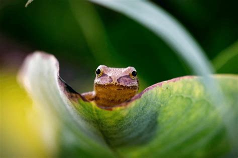Spring Peeper Facts Critterfacts