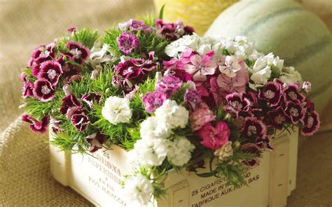 Carnation Wallpapers Wallpaper Cave