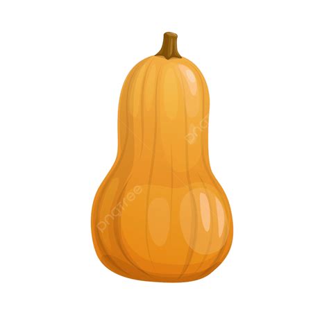 Butternut Squash Clipart Cartoon Doodle Butternut Squash Butternut