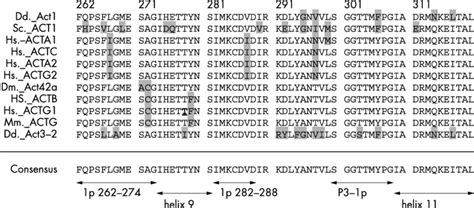 Multiple Alignment Of All Known Human Hs Actin Genes Cytoplasmic