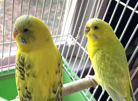 Help Me Determine Sexes Of My New Budgies Talk Budgies Forums