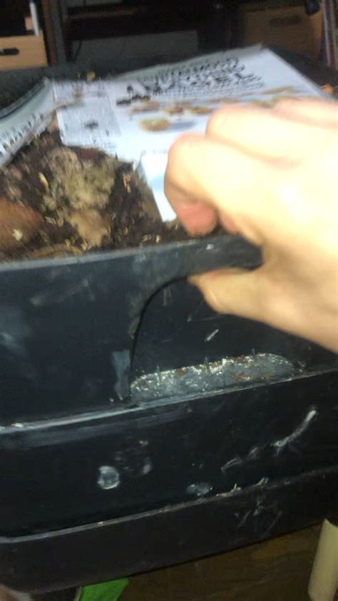 A Two Tiered Vermicomposting Setup In Action Rmildlycreepy A Two Tiered Vermicomposting Setup In Action Rmildlycreepy