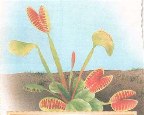 Почему некоторые растения хищники