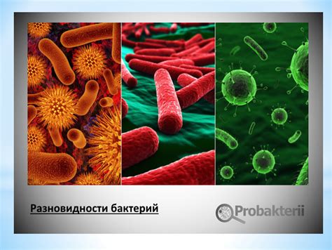 Бактерии живые организмы: Царства живых организмов. Бактерии — урок ...
