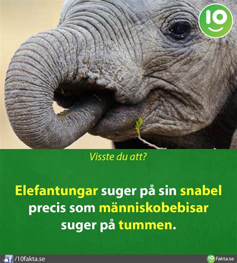 Mer än Bara Skratt 10 Fascinerande Fakta Om Hyenor