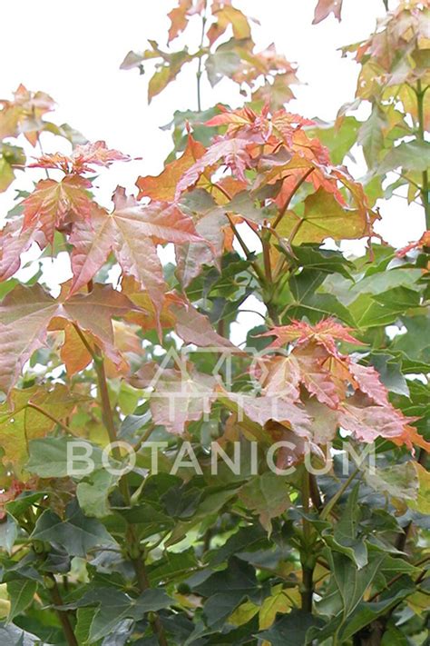 Клен остролистный 'Globosum' на штамбе