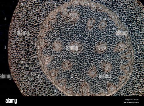Plant Root Cross Section Microscope Hi Res Stock Photography And Images Alamy