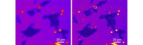 An Introduction To The Light Microscope Light Microscopy Techniques