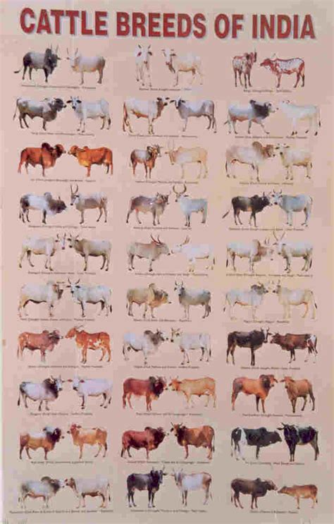 Indian Cow Breeds