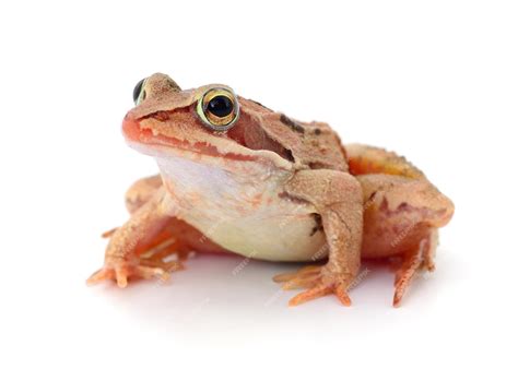 Premium Photo Small Brown Frog Isolated On White Background