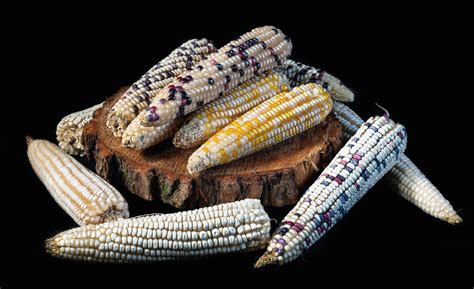 Conmemoramos La Herencia Cultural Del Maíz Alimento Sagrado De Los