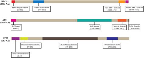 Domains And Sequence Intervals Of Brca1 Atm And Tp53 Proteins