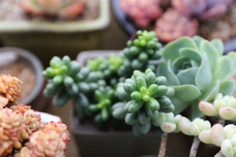 초보 집사 분들이 키우기 쉬운 식물 다육이 알아보기 네이버 블로그