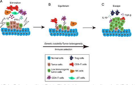Figure From The Roles Of Curcumin In Regulating The Tumor Immunosuppressive Microenvironment