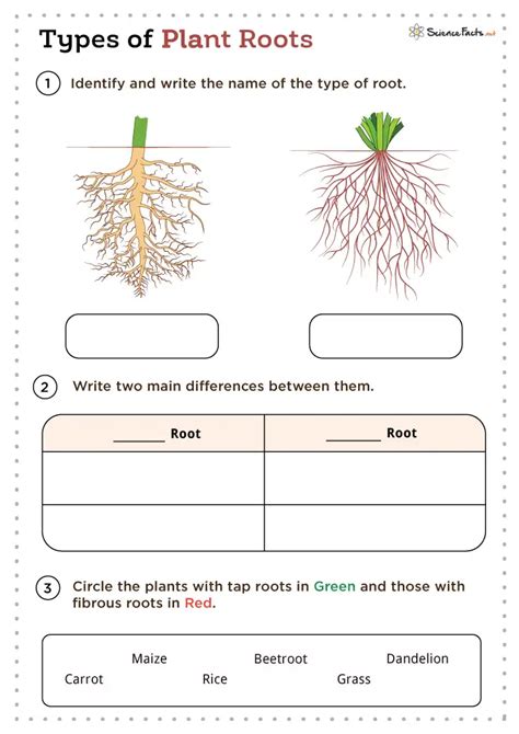 Types Of Plant Roots Worksheets Free Printable