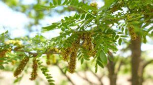 13 Best Fire Resistant Trees For A Defensible Landscape