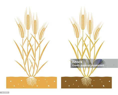 Vektor Tanaman Gandum Ilustrasi Stok Unduh Gambar Sekarang Alam