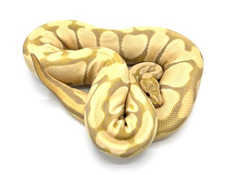 Pastel Toffino Breeder Royal Constrictor Designs