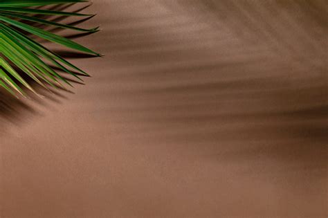 여름 열대 벽지 야자수 그림자가 있는 추상적 인 최소한의 베이지 색 갈색 벽 용지 배경 0명에 대한 스톡 사진 및 기타 이미지 0명 그늘 단순함 Istock