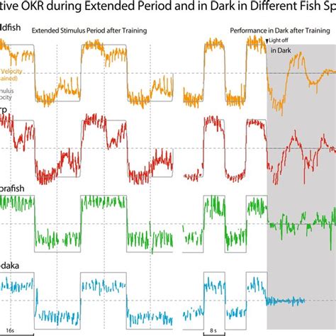 Predictive Optokinetic Response Okr In Goldfish A Eye Movement