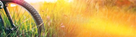 Bicycle Wheel In The Summer Green Grass Meadow Field Stock Image