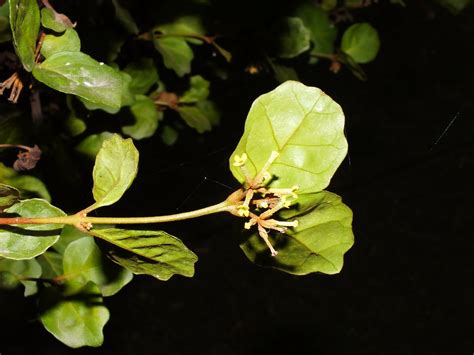 Buddleja Indica Cultivated Eflora Of India