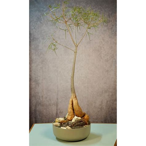 Sculptural Queensland Bottle Tree In Low Resin Bowl Brachychiton