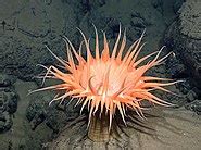 Anthozoa Wikipedia
