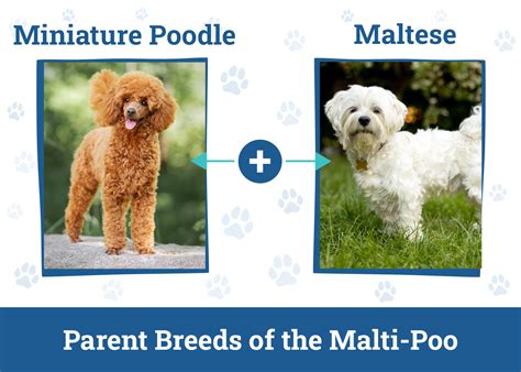 Maltese Poodle Miniature Moodle Breed Insights Care Personality