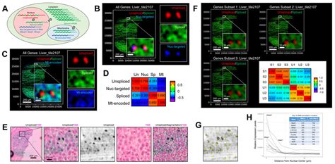 microscopic examination of spatial transcriptome using seq scope pmc